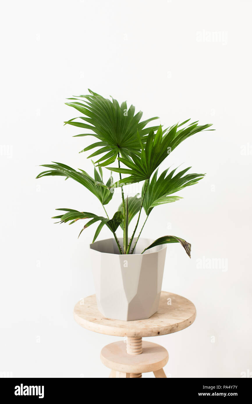 Potted fan palm tree hi-res stock photography and images - Alamy