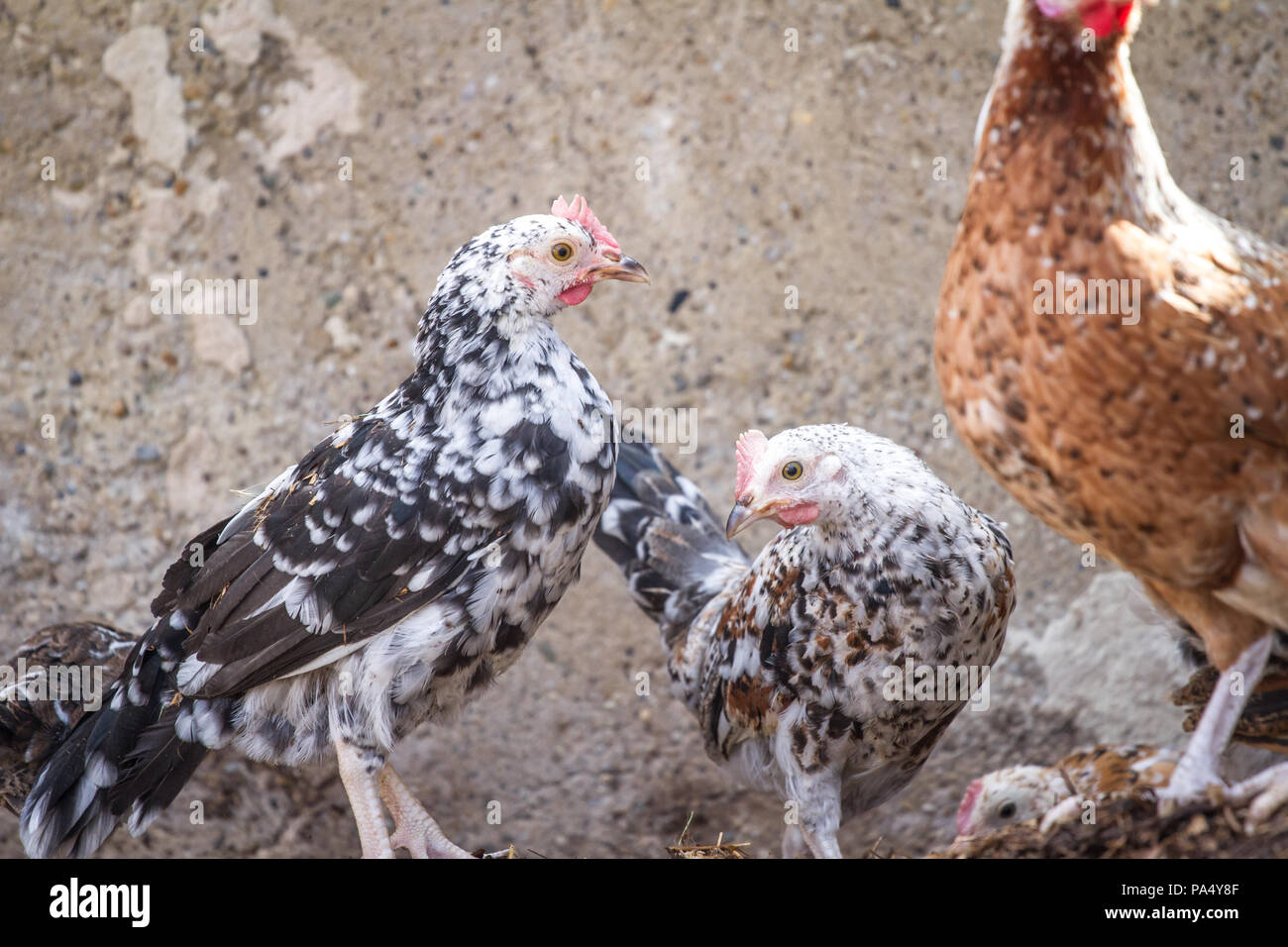 Steinhendl - Stoapiperl [Gallus gallus domesticus] critically endangered chicken breed from ...