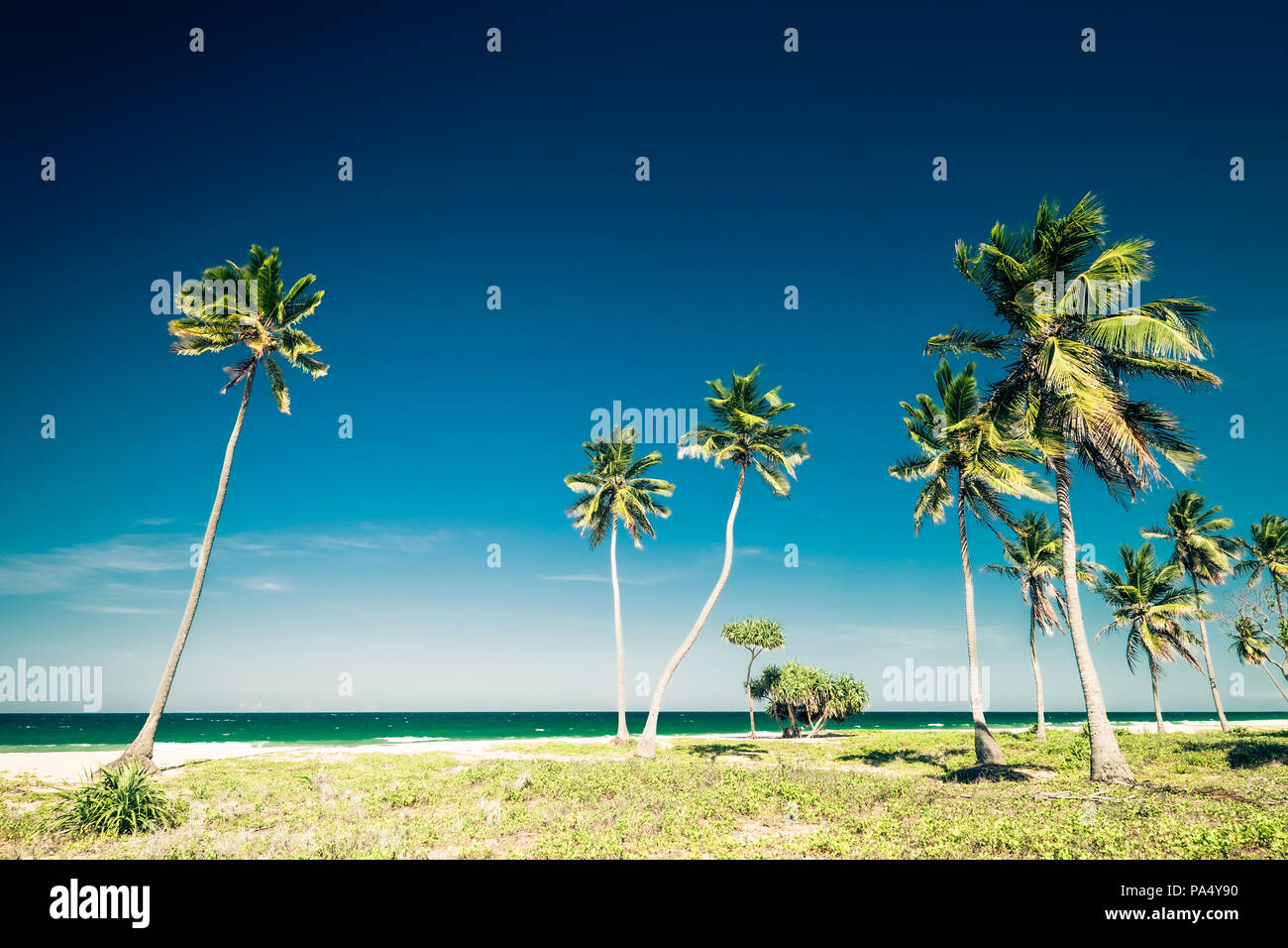 Amazing tropical beach landscape with palm trees and turquoise ocean ...