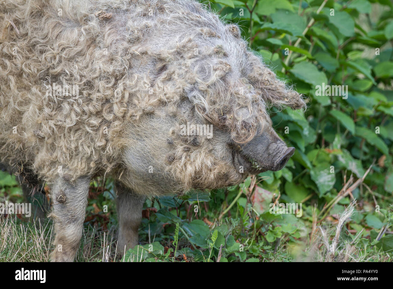 Mangalitza boar pig in captivity (Sus scrofa domesticus Stock Photo - Alamy