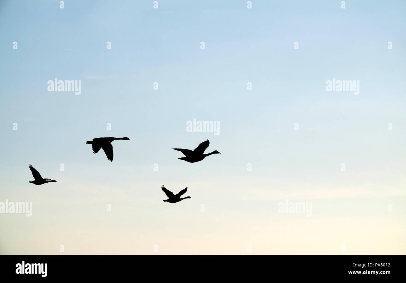 Geese flying formation hi-res stock photography and images - Alamy