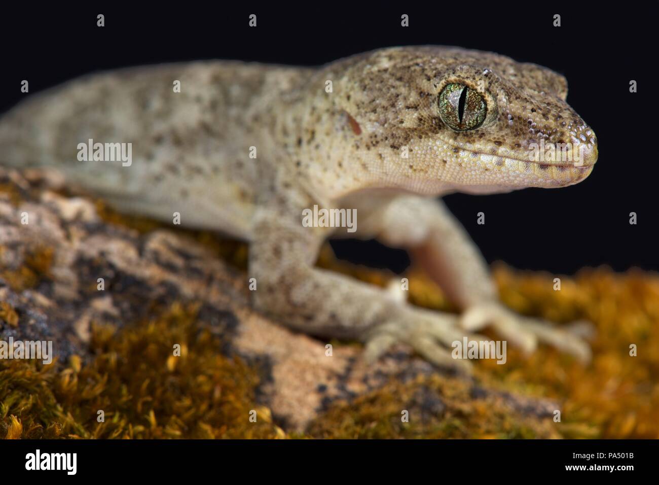 Female Gecko High Resolution Stock Photography and Images - Alamy