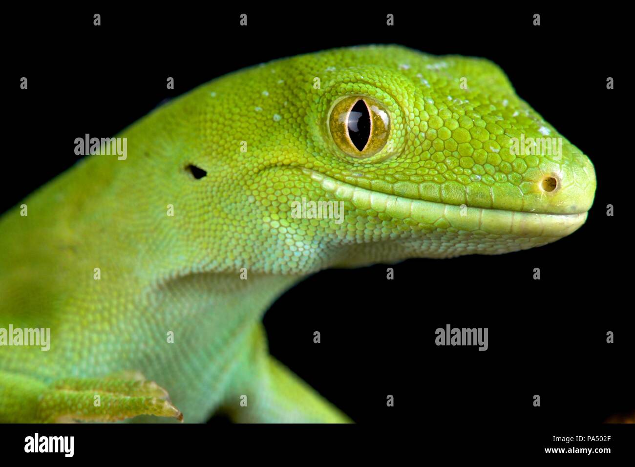 Naultinus elegans hi-res stock photography and images - Alamy