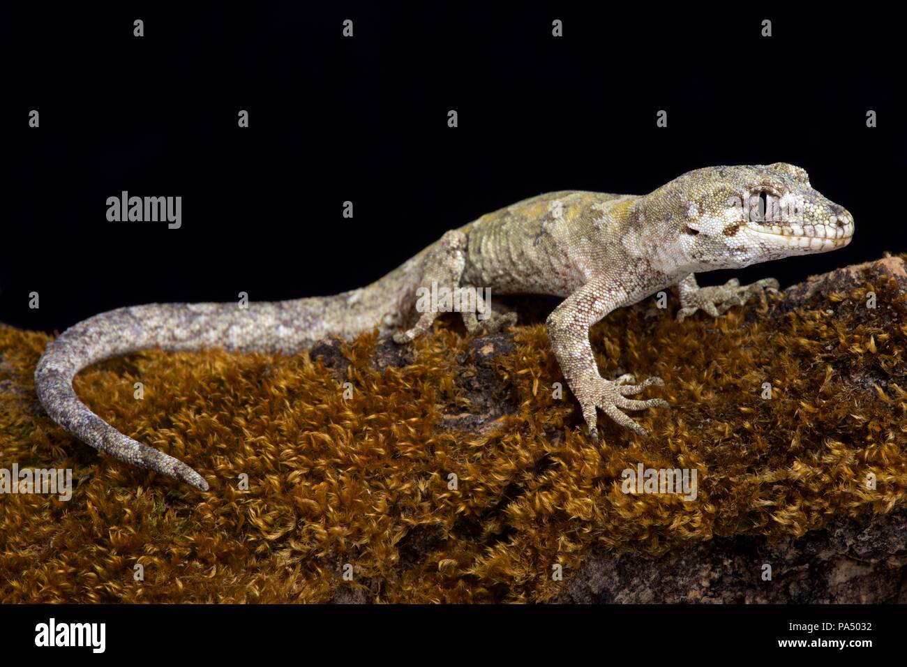 The forest gecko (Mokopirirakau granulatus) is a species of gecko ...