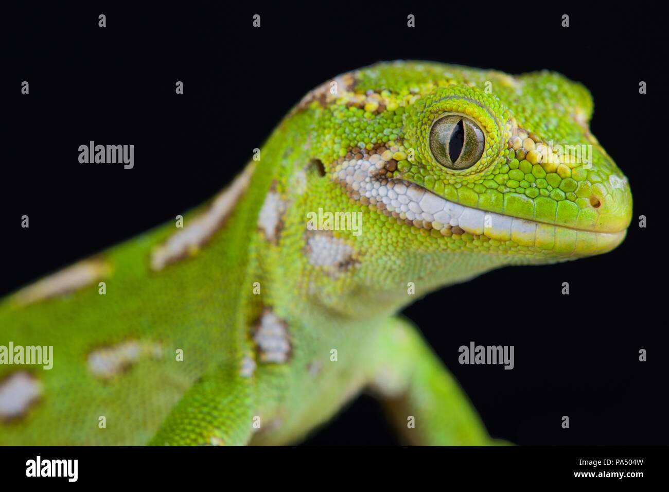 Jewelled gecko hi-res stock photography and images - Alamy