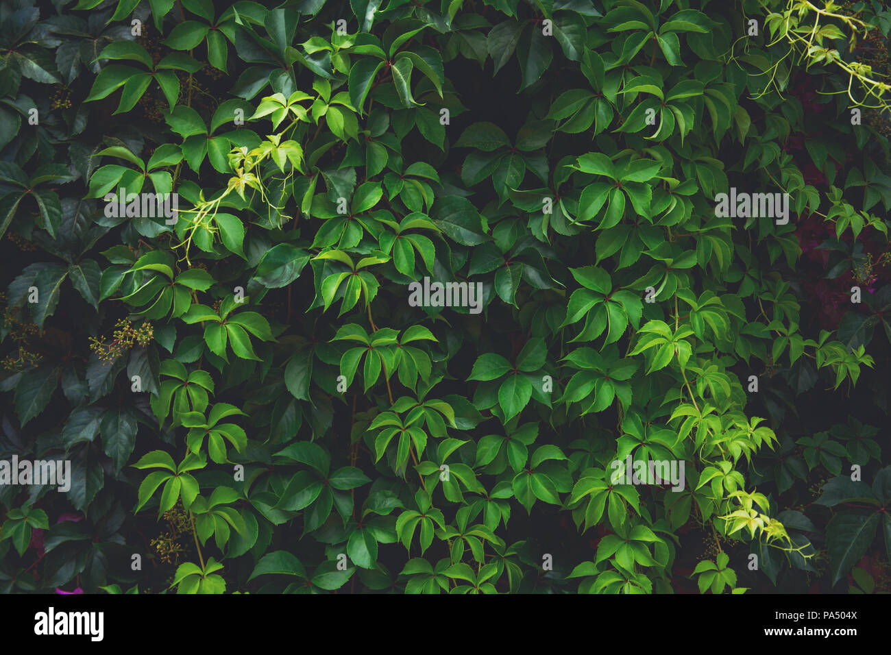 Wild grape green wall. Toned Stock Photo - Alamy