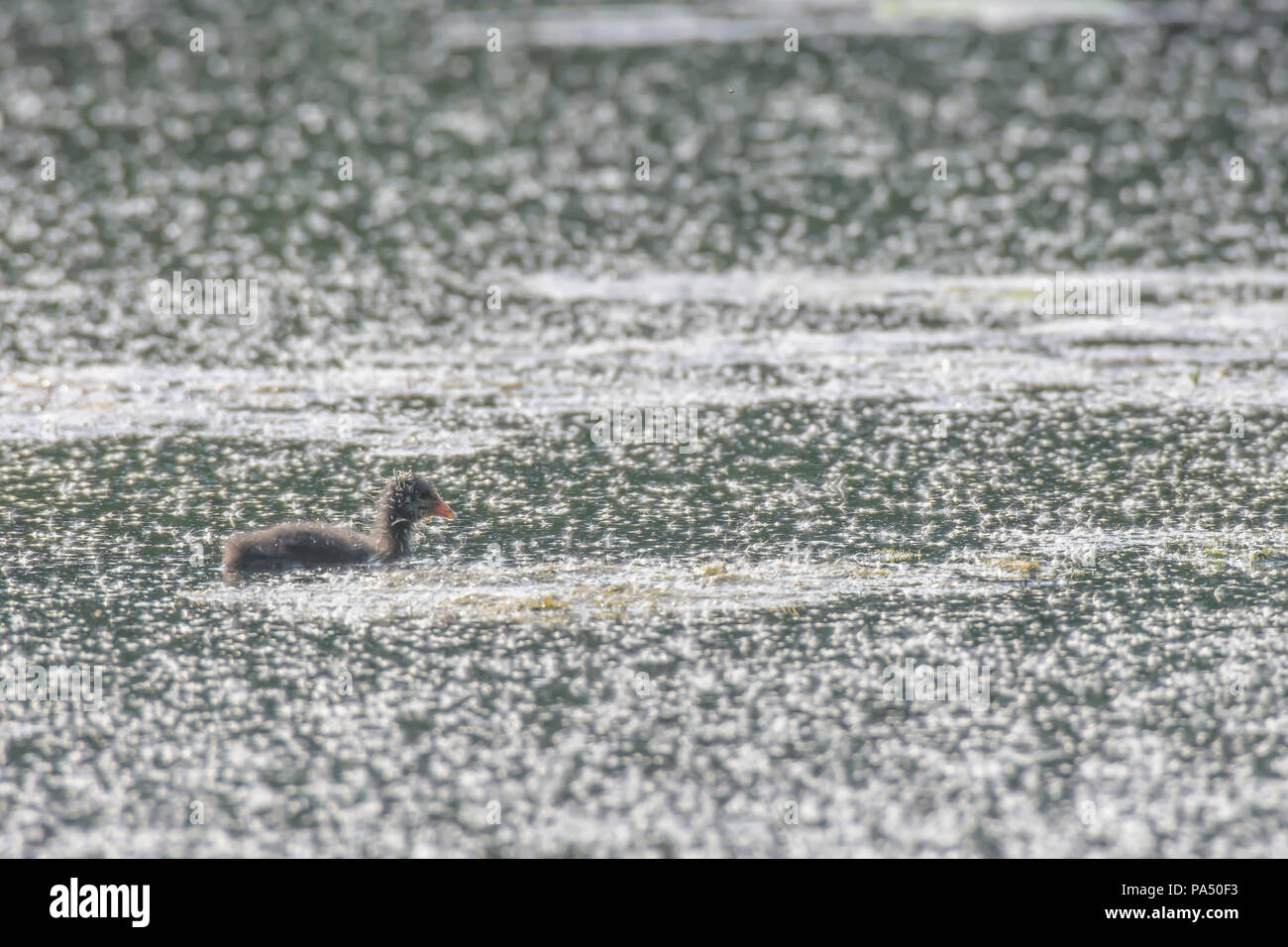 Fluffy coot chick swimming in lake covered with white soft and fluffy ...