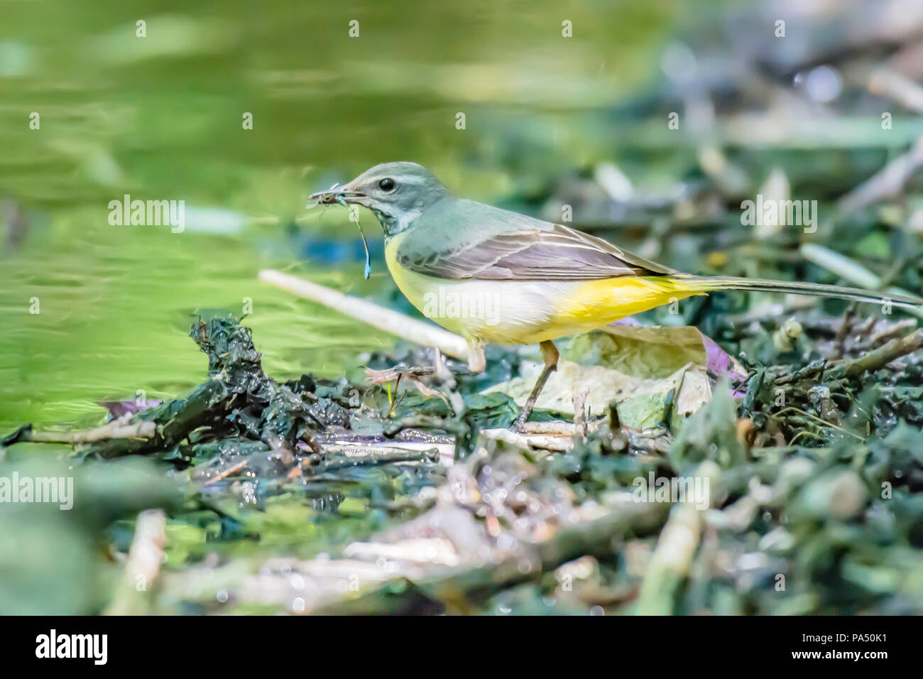Yellow wagtail with damselfly in beak on lake shore.Beautiful british ...