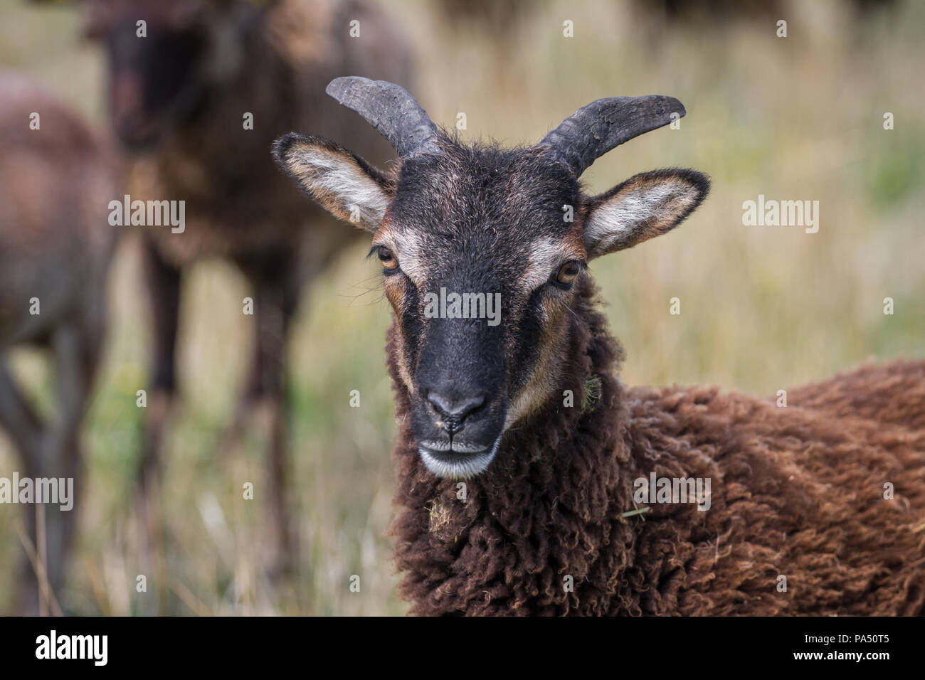 Hogget wool hi-res stock photography and images - Alamy