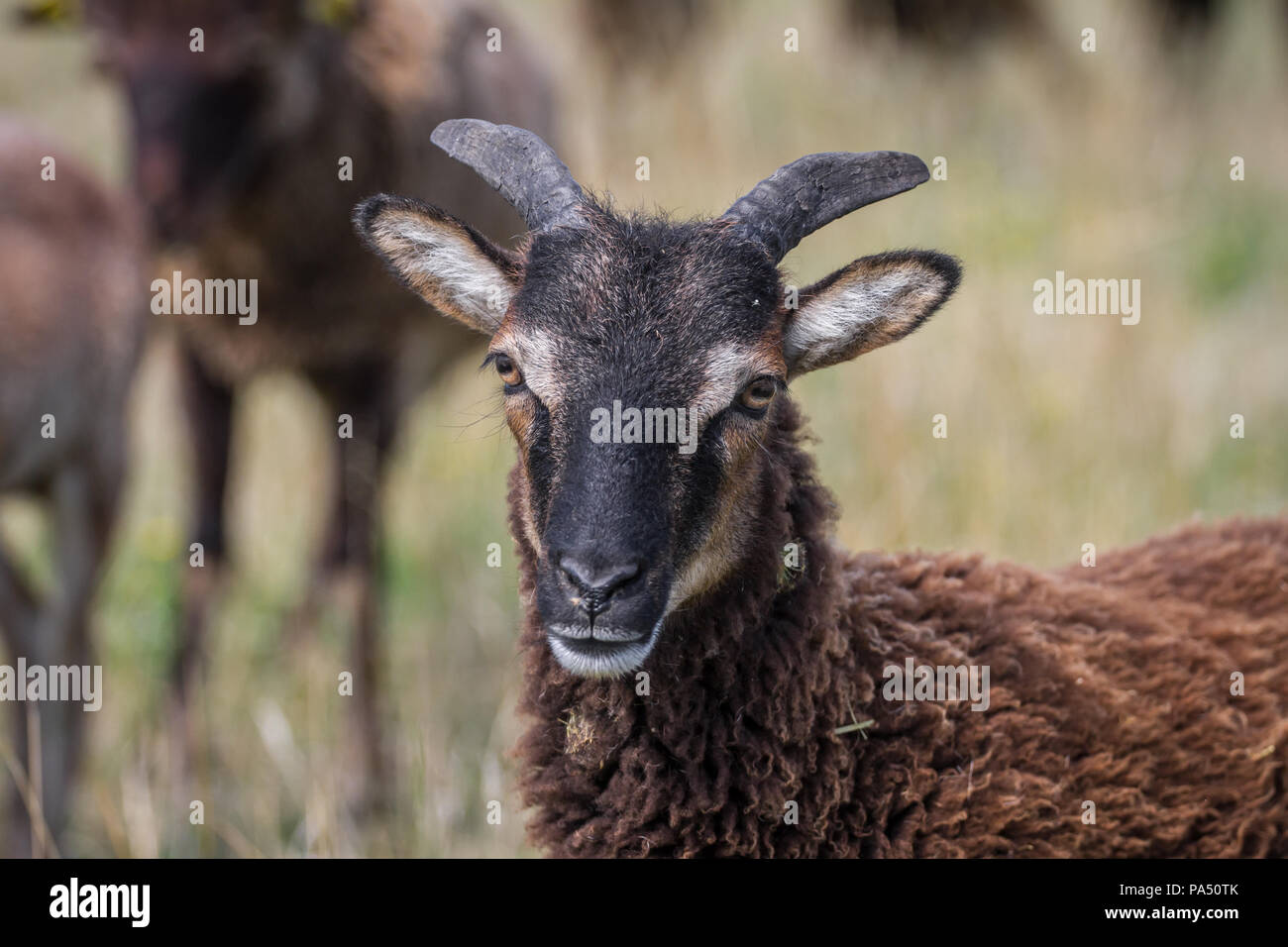Soay sheep hogget in captivity (Ovis aries Stock Photo - Alamy