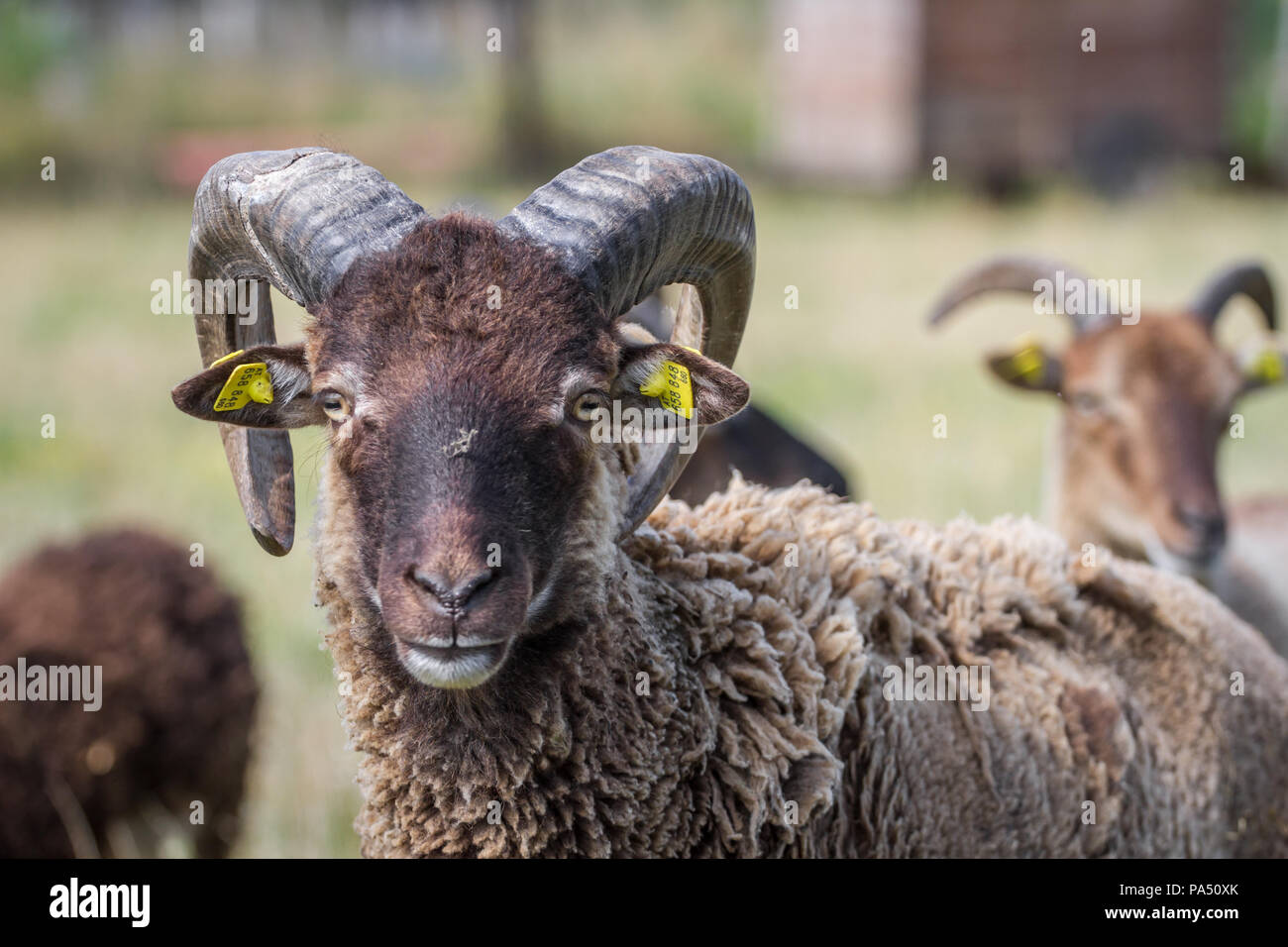 Soay sheep ram in captivity (Ovis aries Stock Photo - Alamy