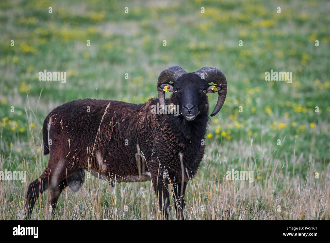 Soay sheep ram in captivity (Ovis aries Stock Photo - Alamy