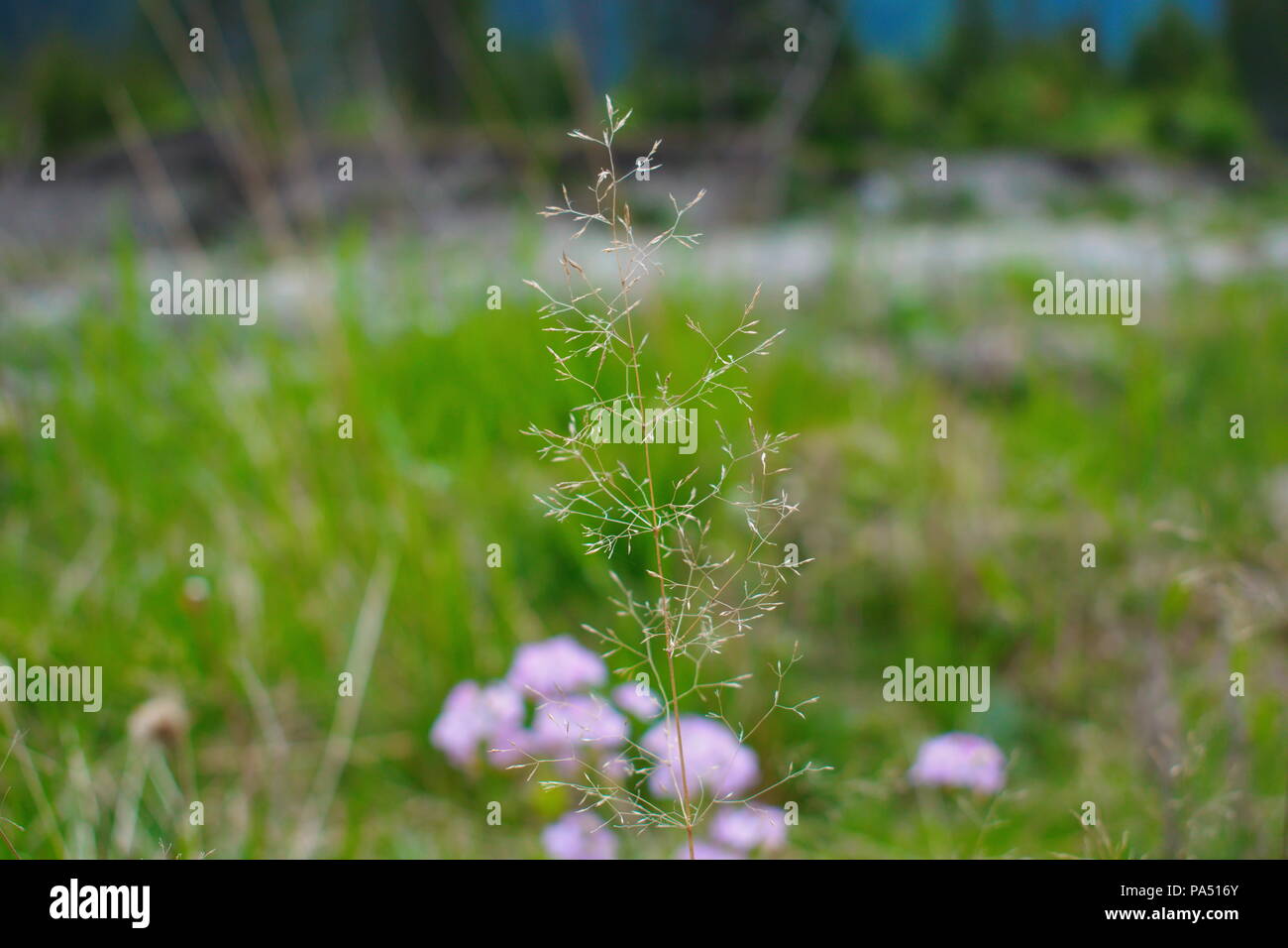 Poaceae gramineae hi-res stock photography and images - Alamy
