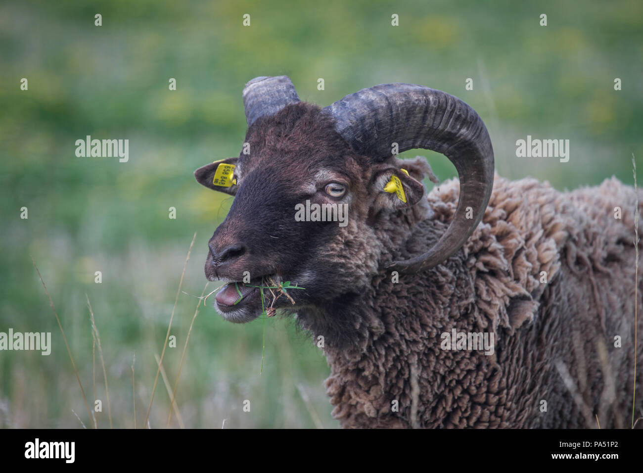 Soay sheep ram in captivity (Ovis aries Stock Photo - Alamy