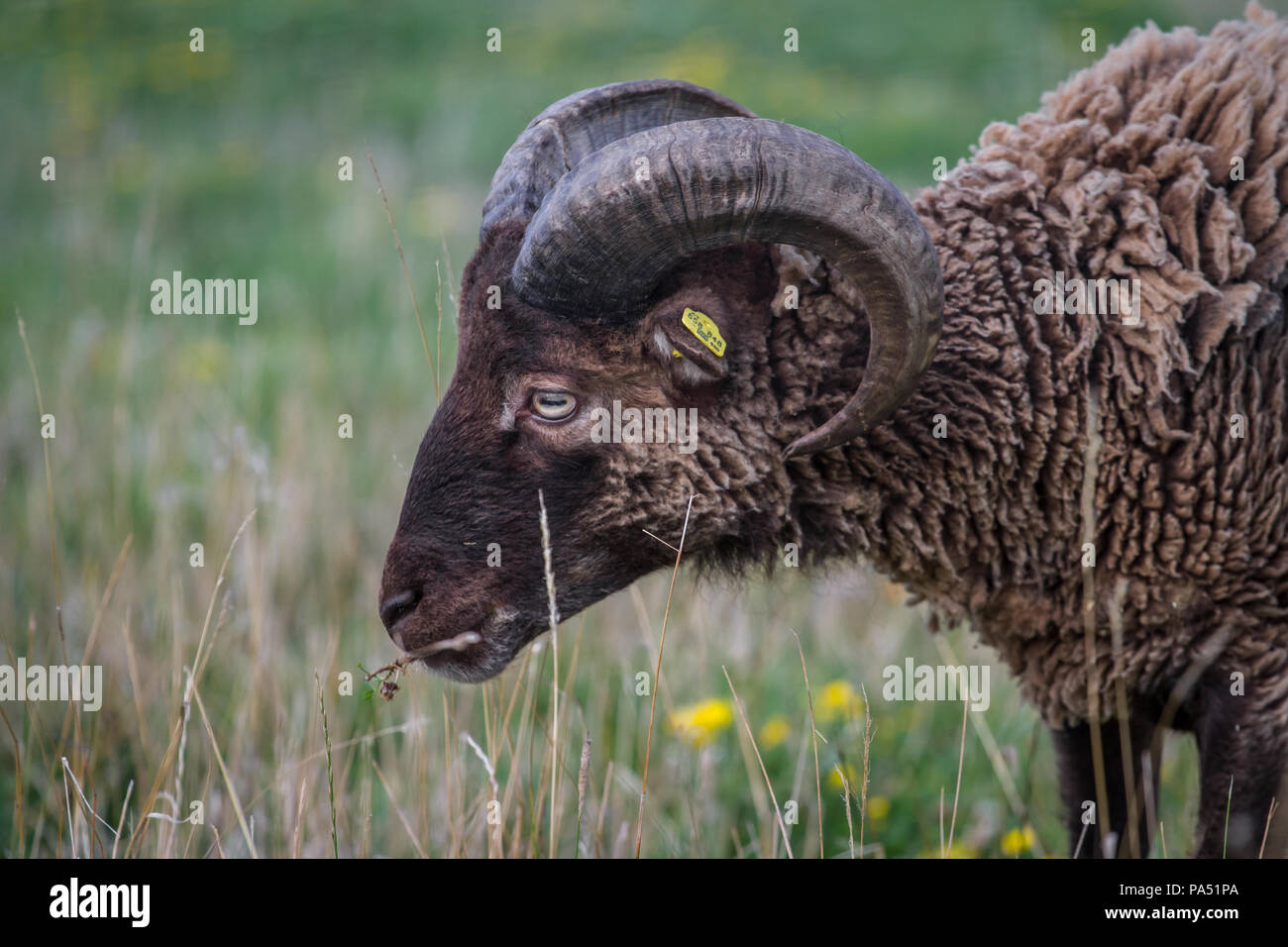 Soay ram hi-res stock photography and images - Alamy