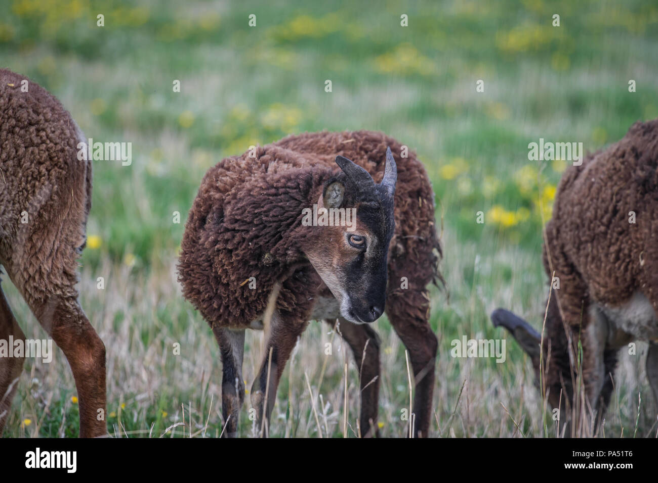 Hogget wool hi-res stock photography and images - Alamy