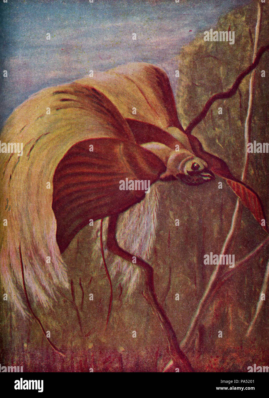 Indonesian bird of paradise hi-res stock photography and images - Alamy