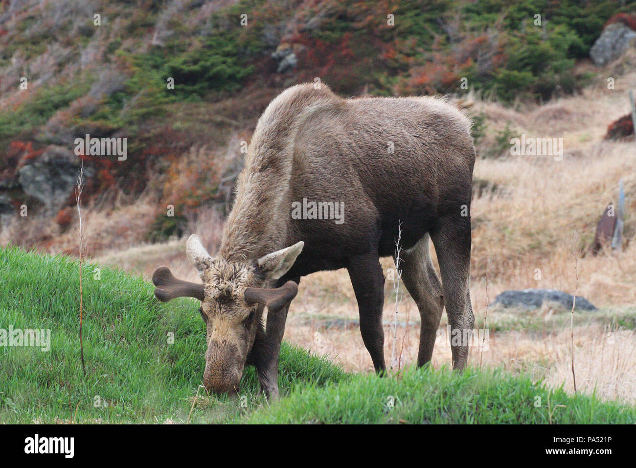 Wildlife, Moose calf. Alces alces. Travelogue, Travel Newfoundland ...