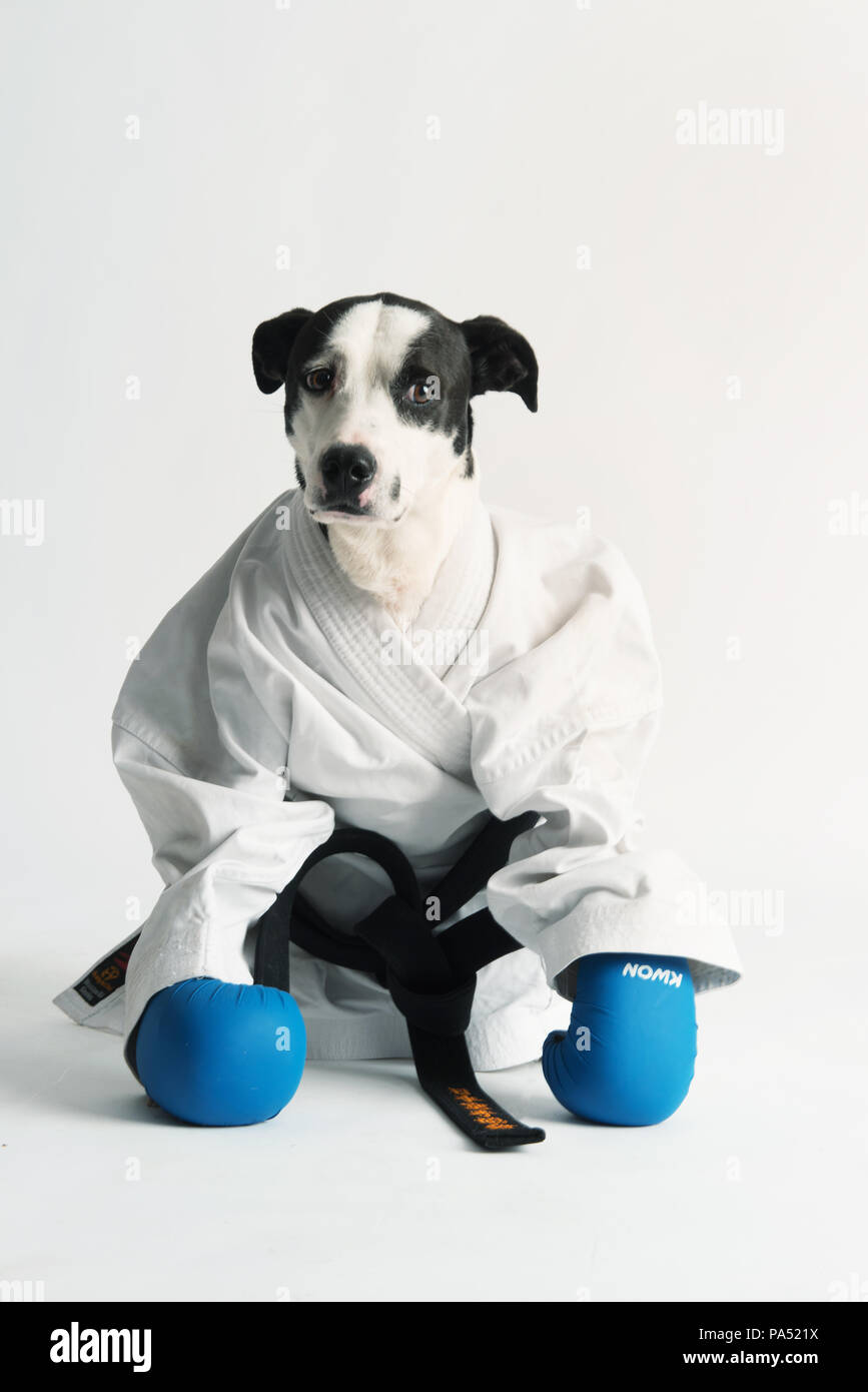 Dog Lino poses as Karate Master Stock Photo - Alamy