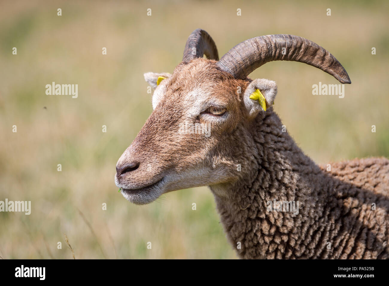Sheep captivity hi-res stock photography and images - Alamy