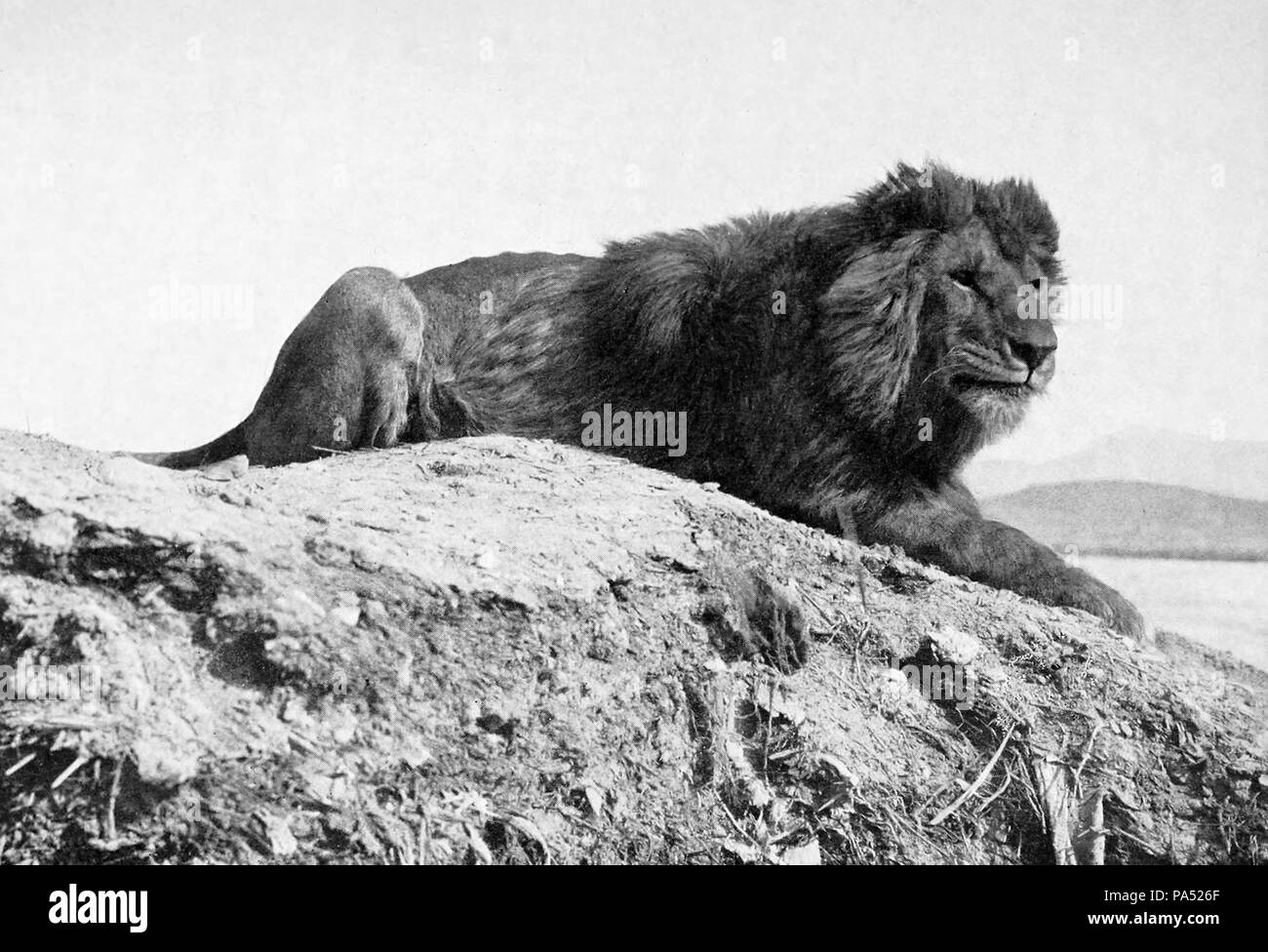 184 Barbary lion Stock Photo - Alamy