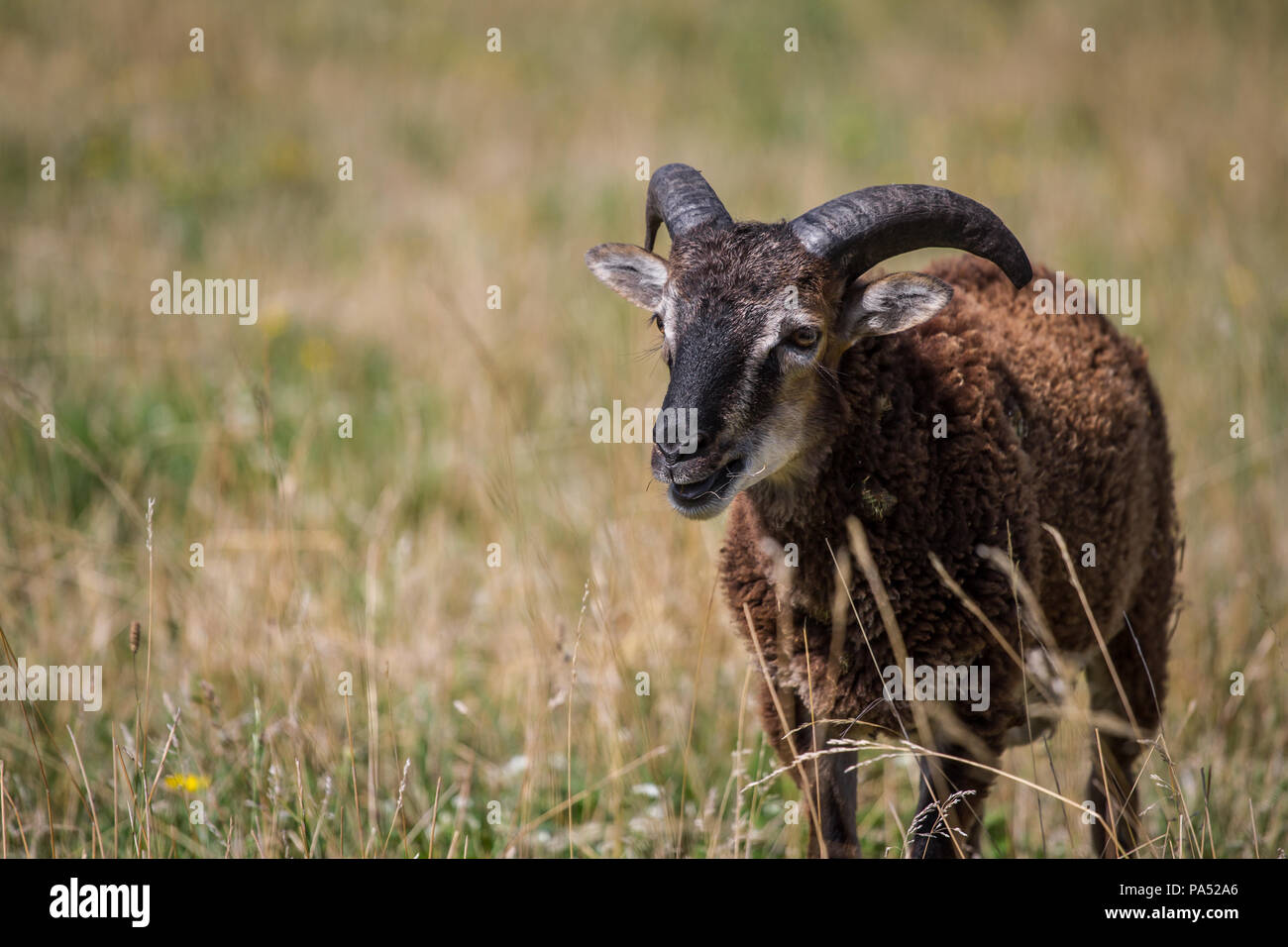 Soay sheep in captivity (Ovis aries Stock Photo - Alamy