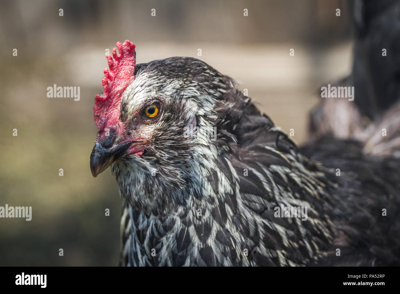 Free range chicken hen [Gallus gallus domesticus] Stock Photo - Alamy