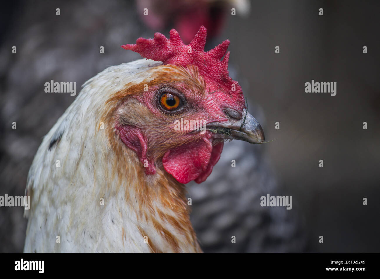 Marans free range chicken hen [Gallus gallus domesticus] Stock Photo ...
