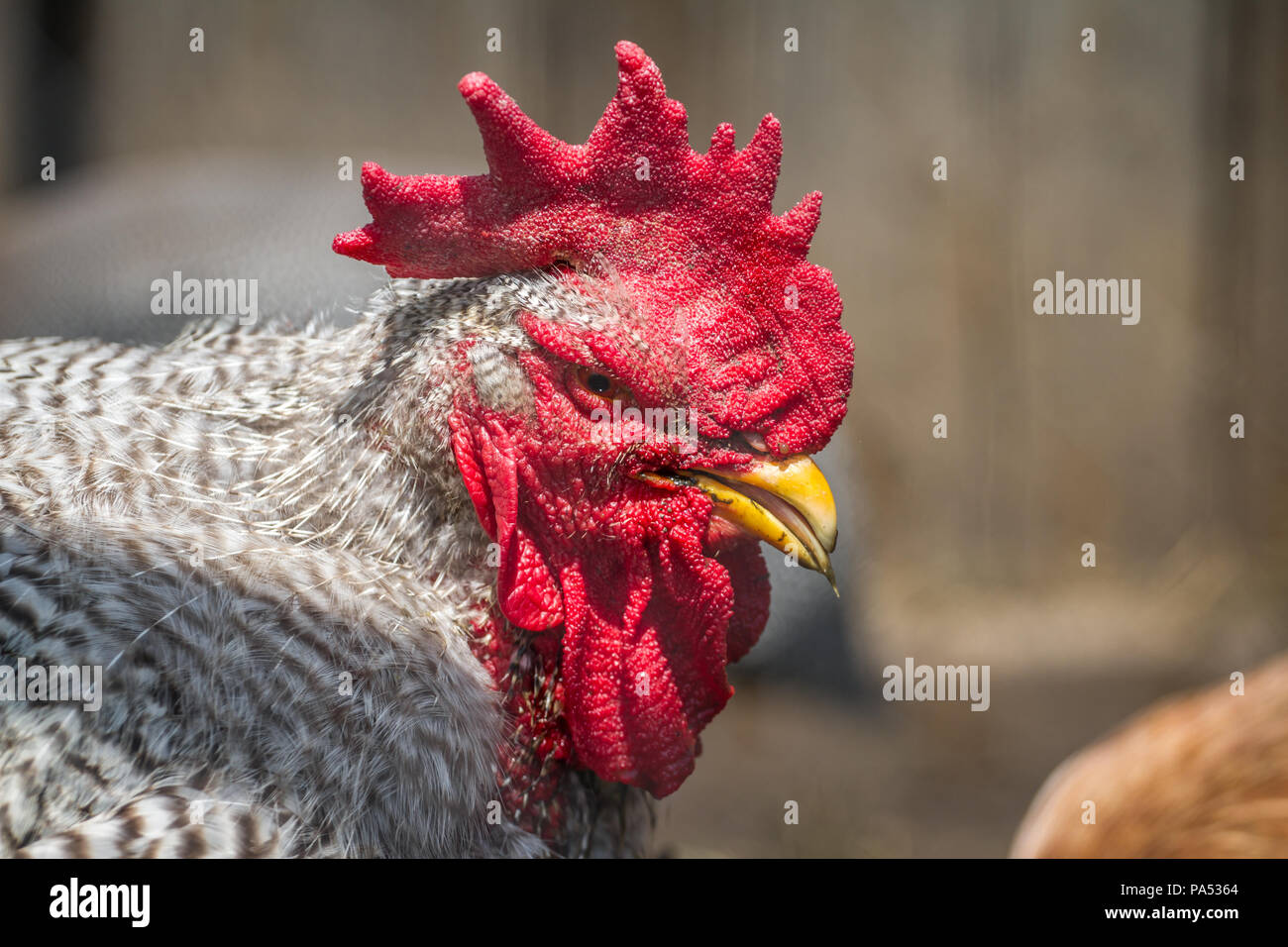 Amrock free range chicken rooster [Gallus gallus domesticus] Stock ...