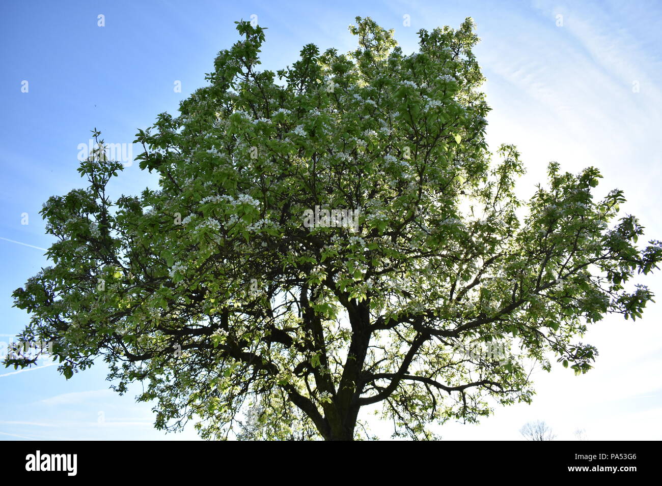 a tree in the sun Stock Photo - Alamy
