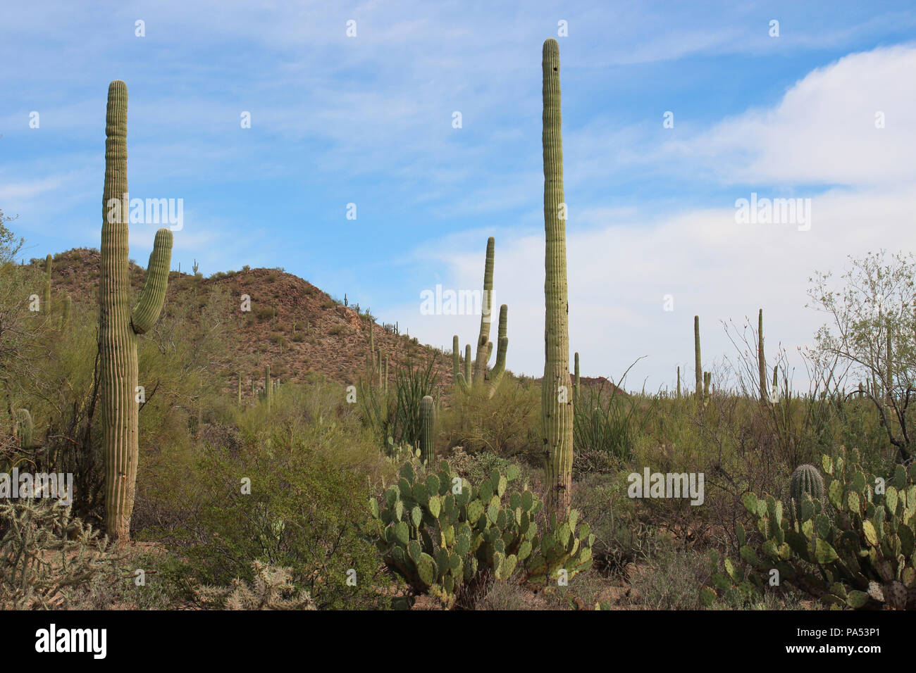Desert landscape filled with ocotillo, creosote bushes, saguaro ...