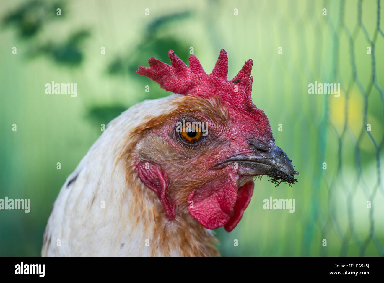 Marans free range chicken hen [Gallus gallus domesticus] Stock Photo ...