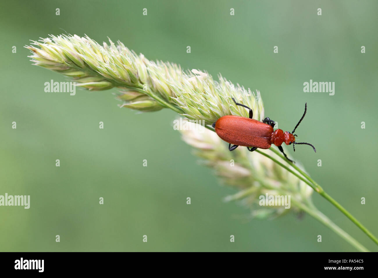 Red-headed Cardinal Beetle (Pyrochroa serraticornis Stock Photo - Alamy