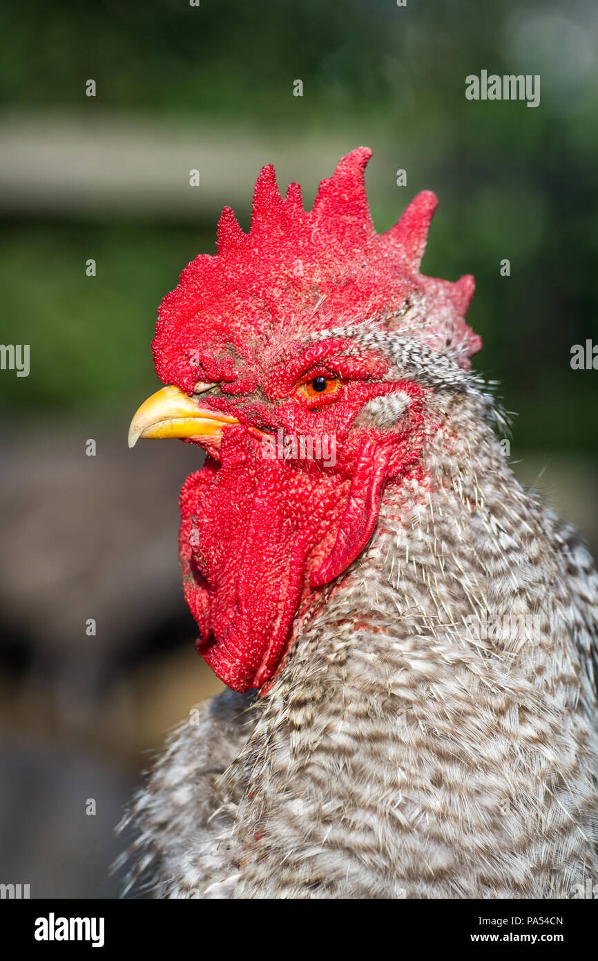 Amrock free range chicken rooster [Gallus gallus domesticus] Stock ...