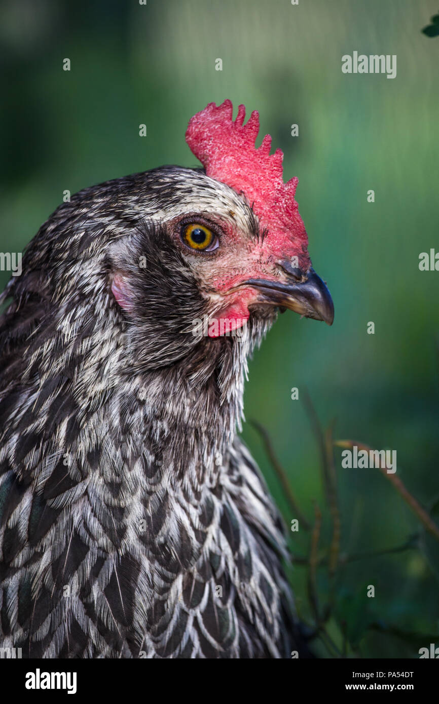 Free range chicken hen [Gallus gallus domesticus] Stock Photo - Alamy
