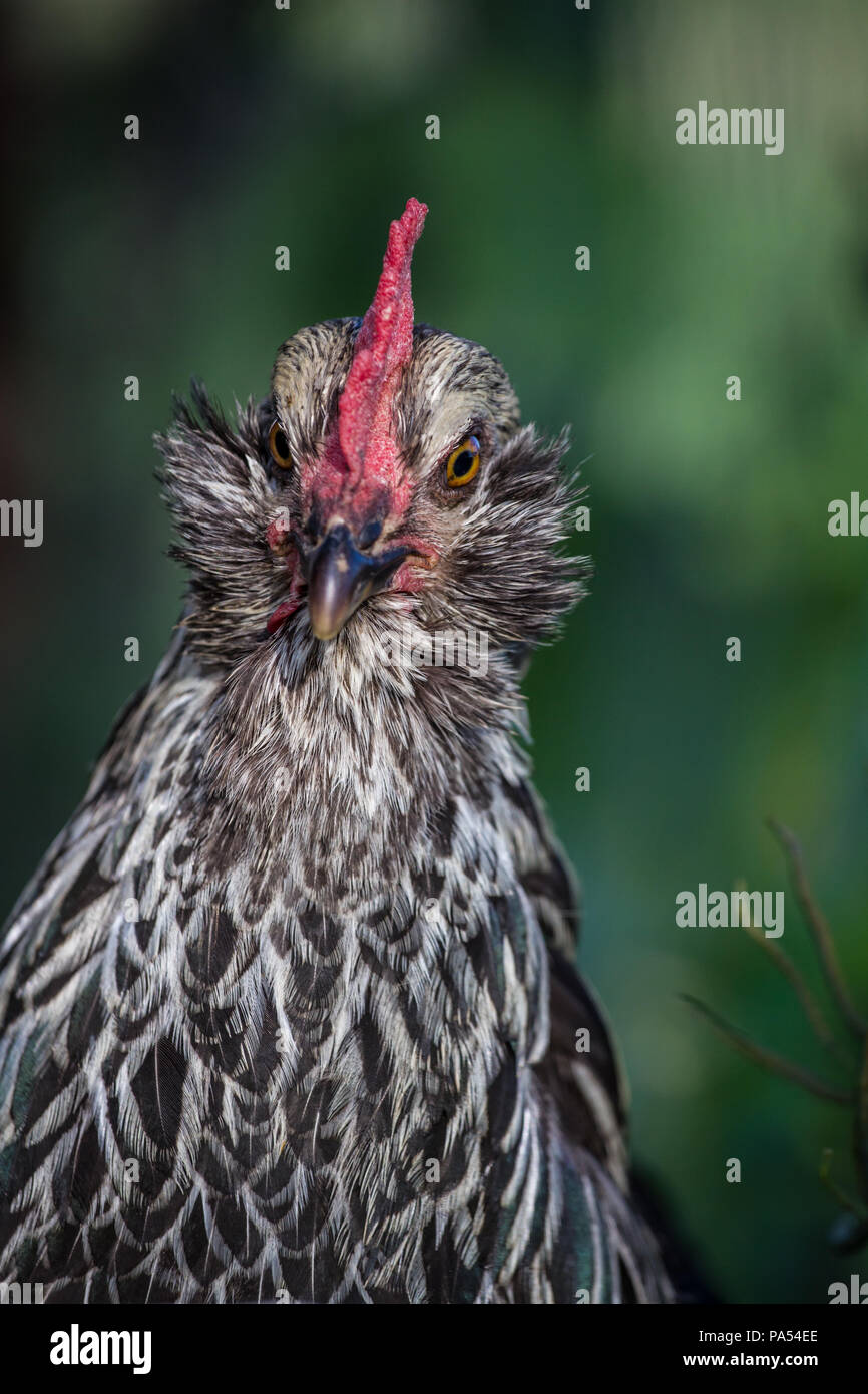 Free range chicken hen [Gallus gallus domesticus] Stock Photo - Alamy