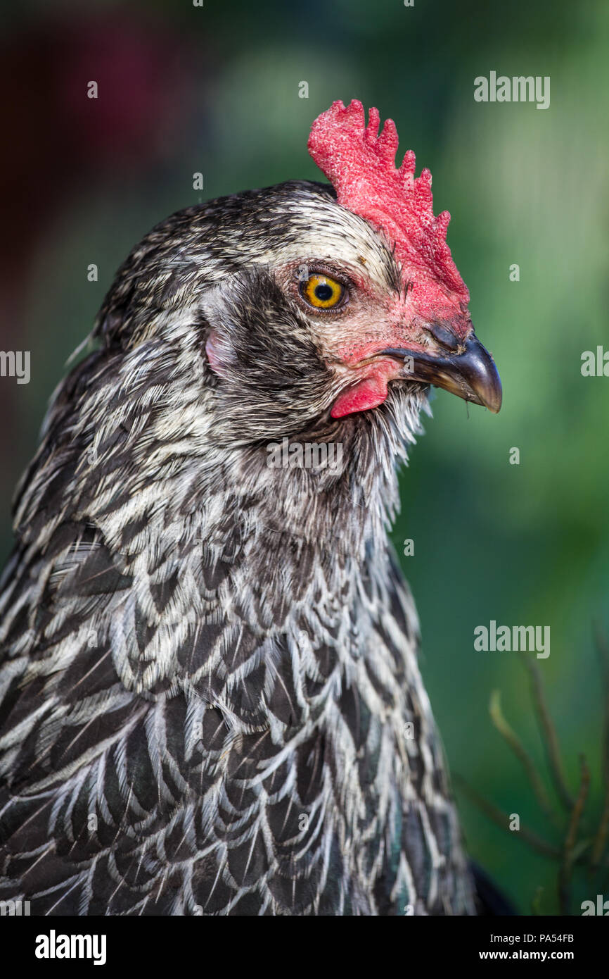 Free range chicken hen [Gallus gallus domesticus] Stock Photo - Alamy