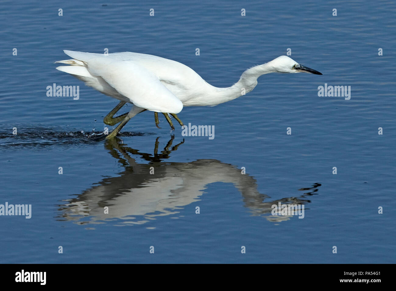 Little Egret (Egretta garzetta Stock Photo - Alamy