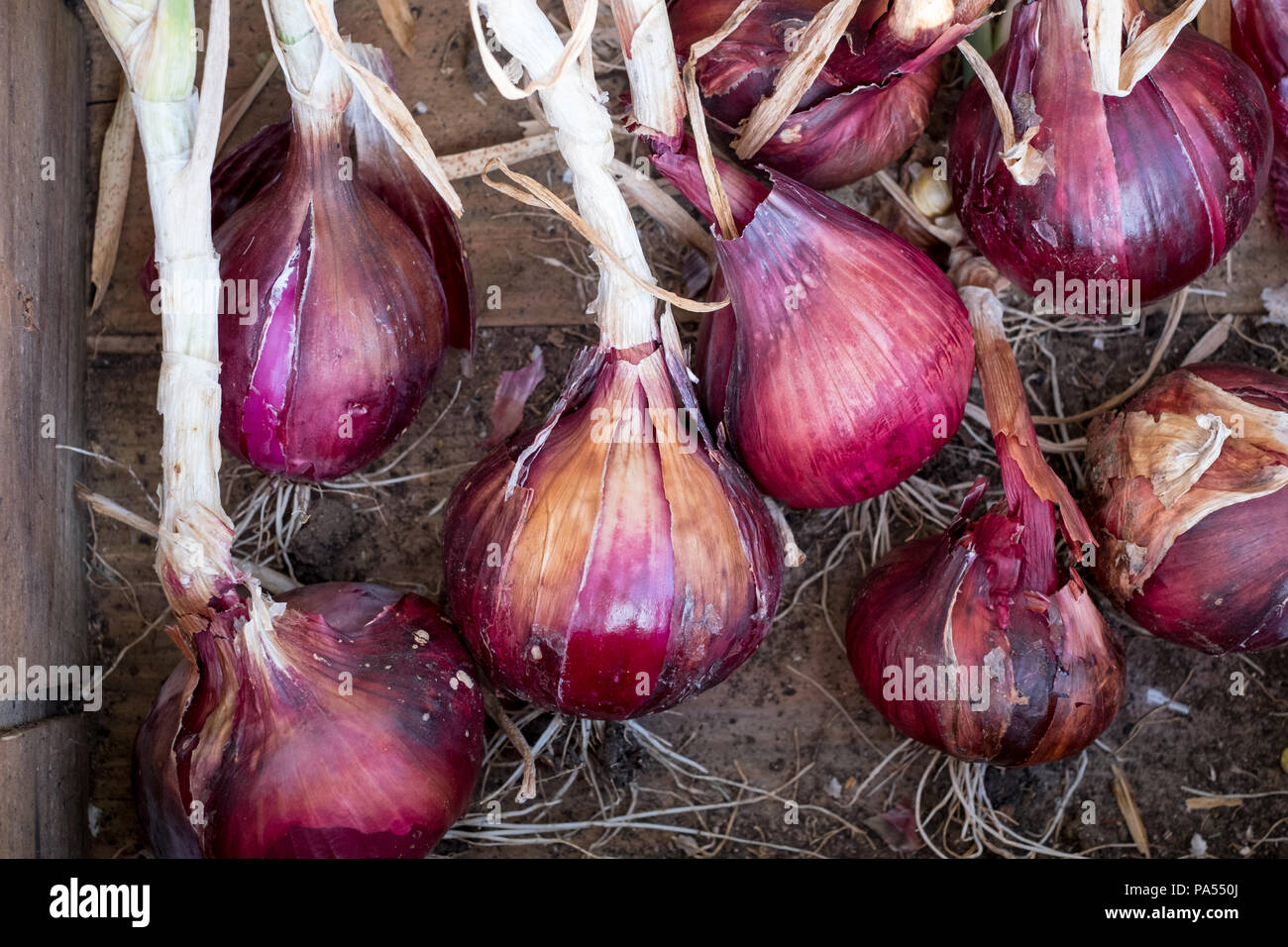 Red onions stored in a wooden box, catch the late afternoon sun Stock ...