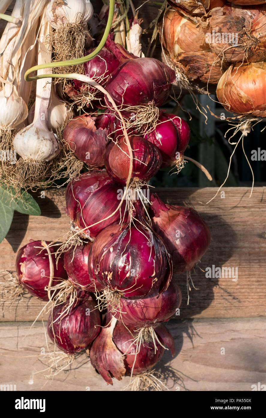 String of red onions catches the late afternoon sun. Onions are hung ...