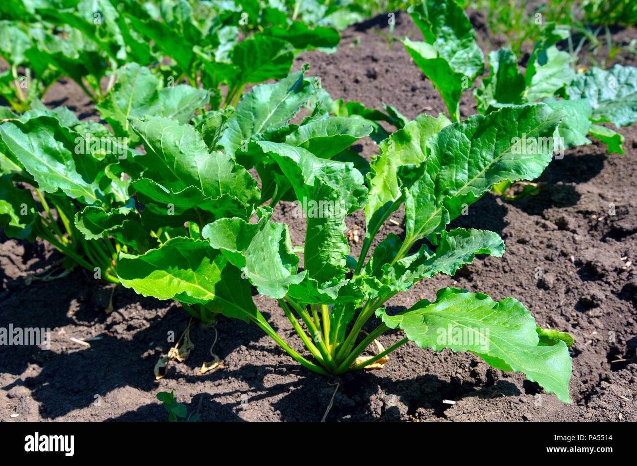 Beet tops hi-res stock photography and images - Alamy