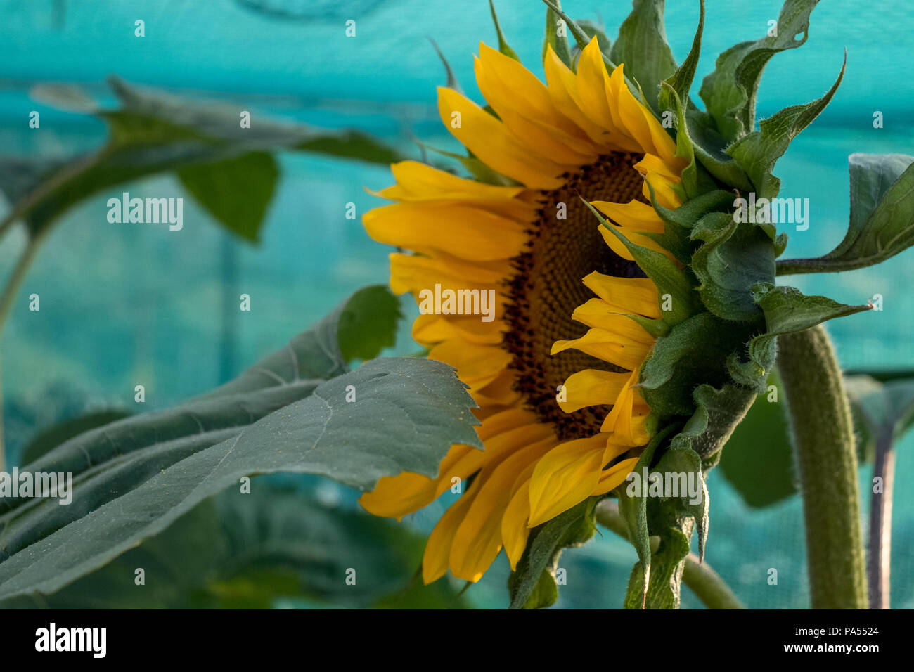 Sunflower, photographed from the side in natural daylight against a ...