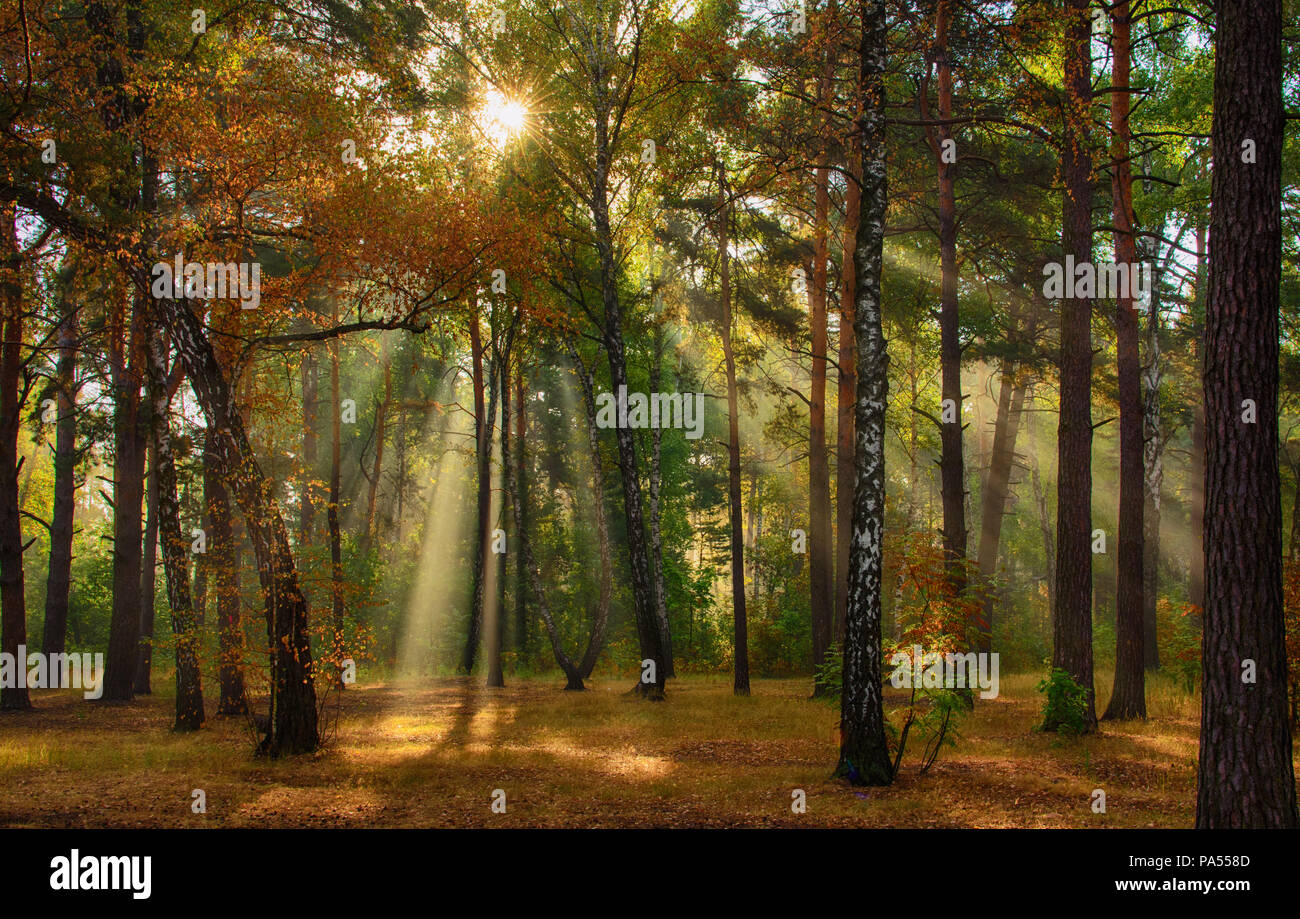 Sunny walk in forest hi-res stock photography and images - Alamy