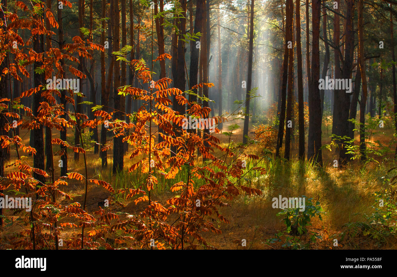 Walk in the autumn forest. Autumn colors. Sun rays Stock Photo - Alamy