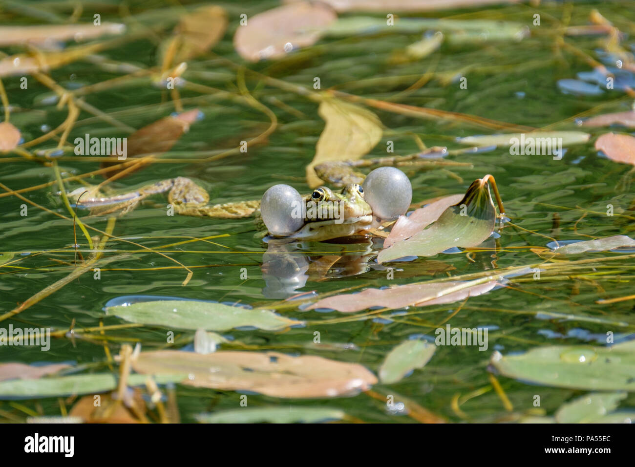 The vocal sacs of a male frog. Frogs in a beautiful clear fresh water ...