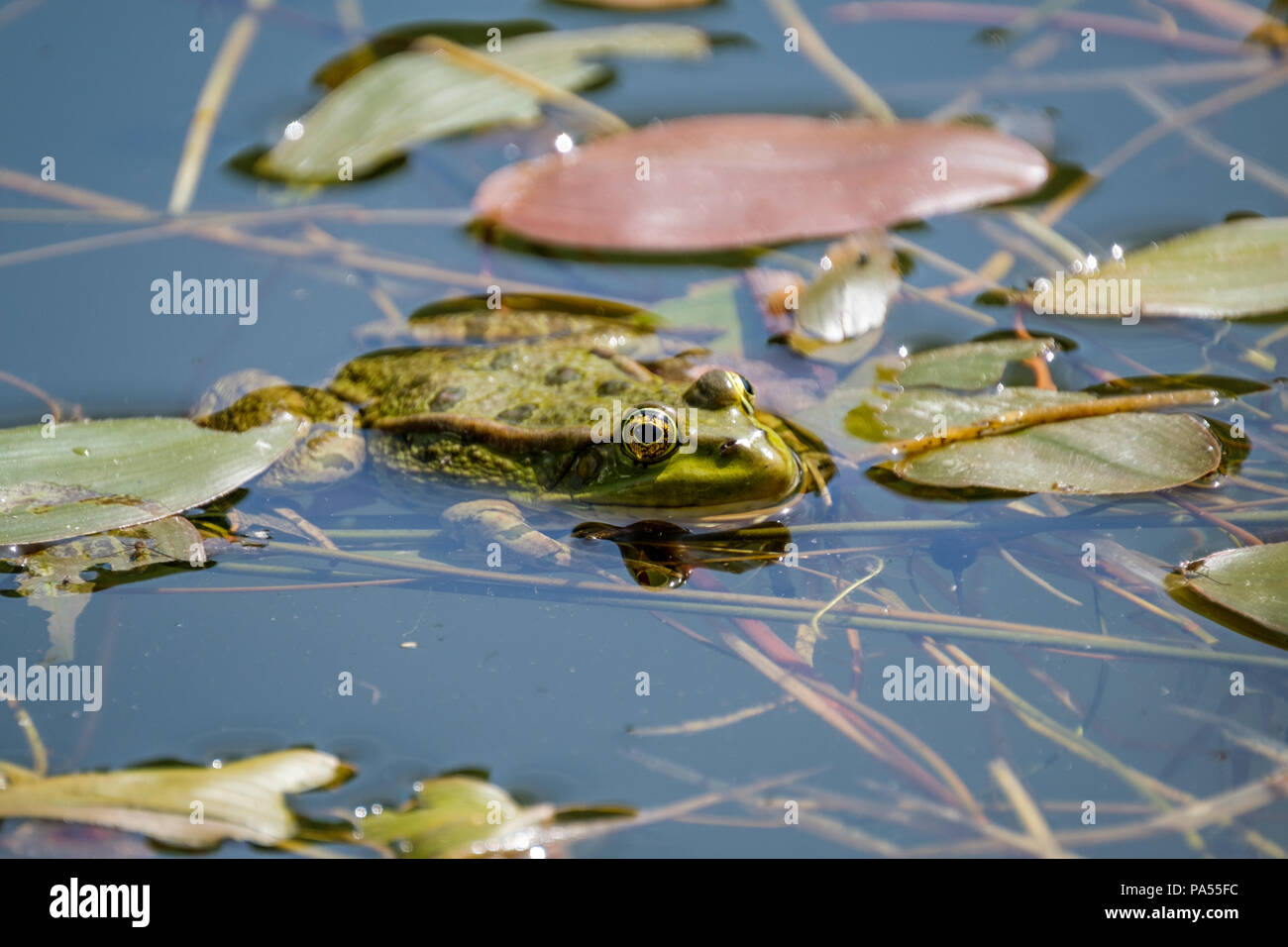 Resting frog in a clear fresh water pond. Frogs in a beautiful clear ...
