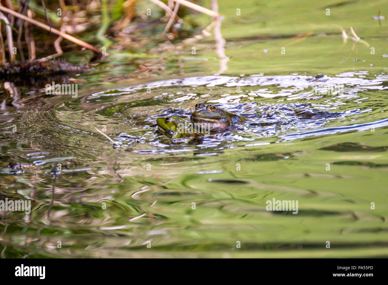Two love making happy frogs in a pond. Frogs in a beautiful clear fresh ...