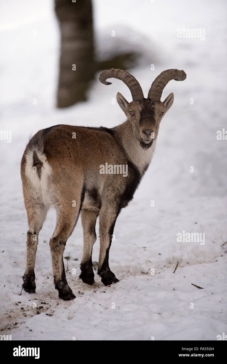 Pyrenean Ibex in the snow (Capra Pyrenaica), Spain Stock Photo - Alamy