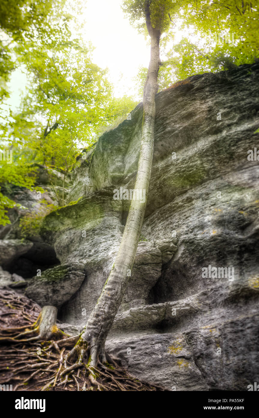 Mystical tree hi-res stock photography and images - Alamy