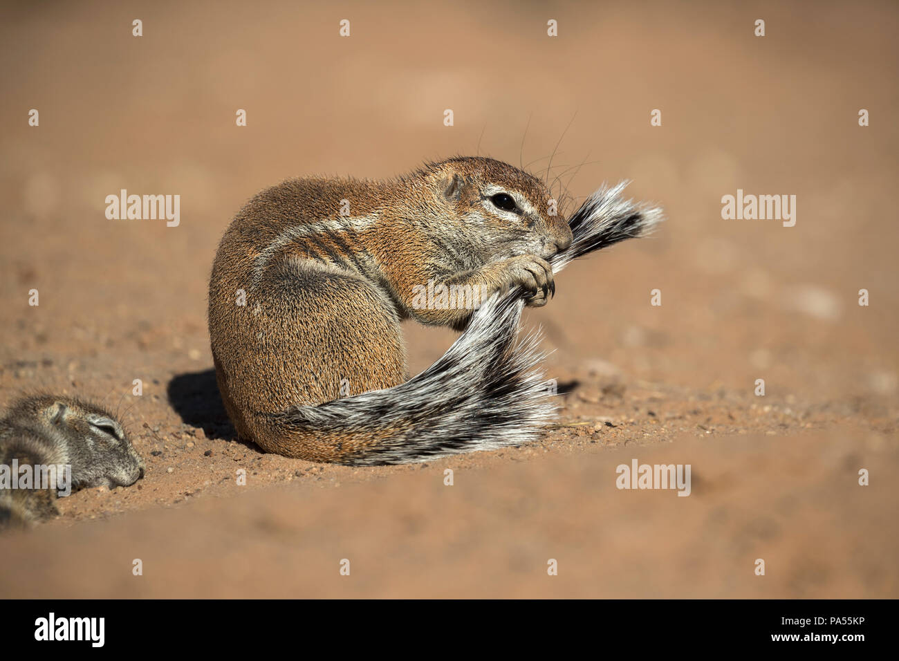 Ground squirrel (Xerus inauris) grooming, Kgalagadi Transfrontier Park ...
